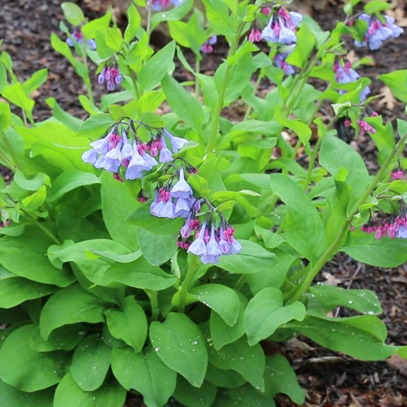 Bluebell Bulbs - Etsy