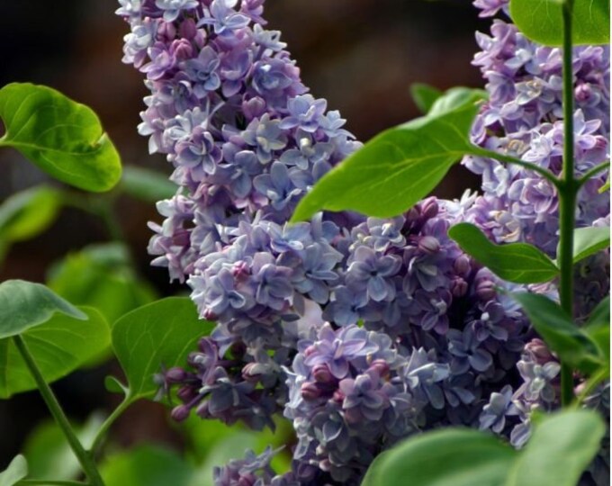 Common Purple Lilac Plant - Fragrant - Spring and Summer Bloom - Heat ...