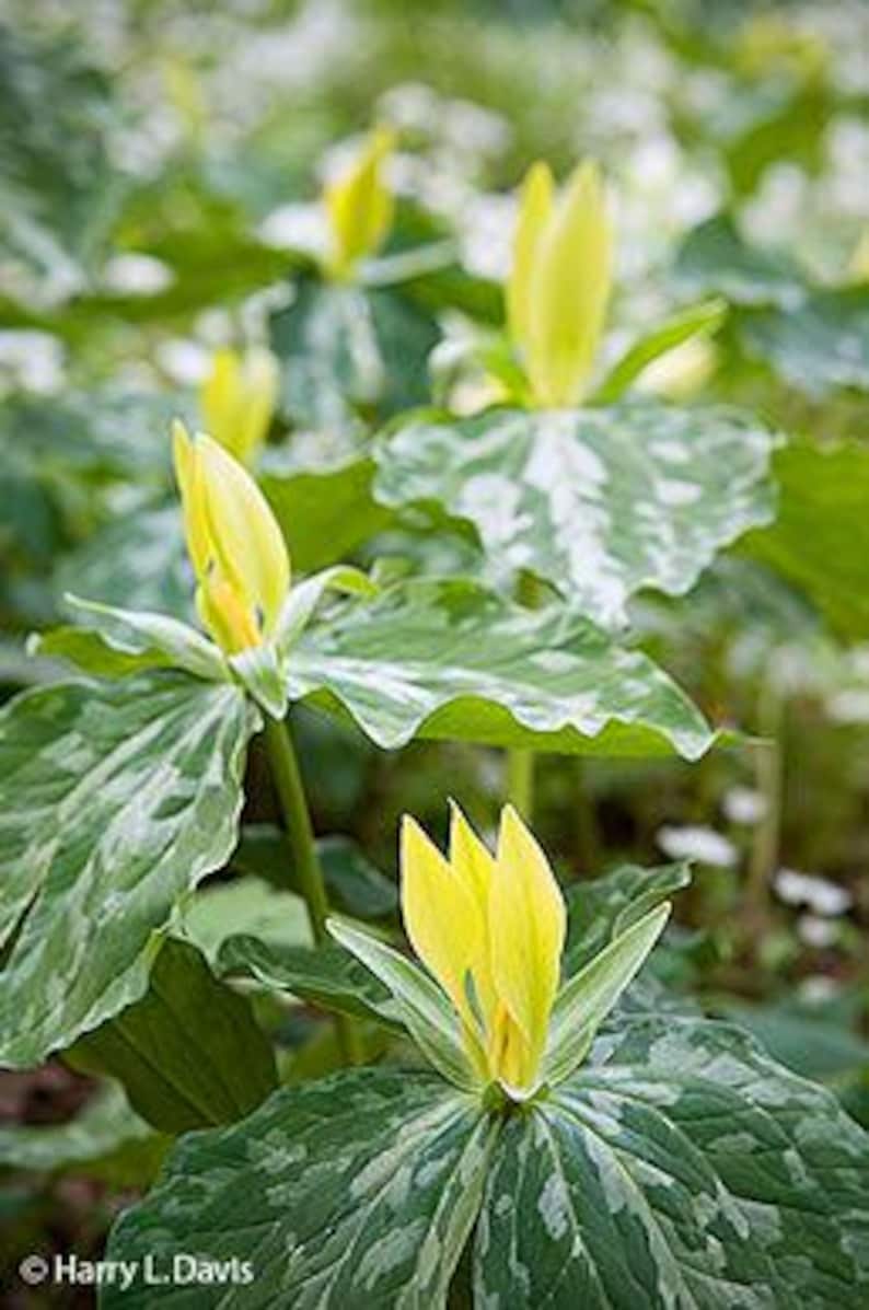 Yellow Trillium (trillium Luteum) | Bulbs - Etsy