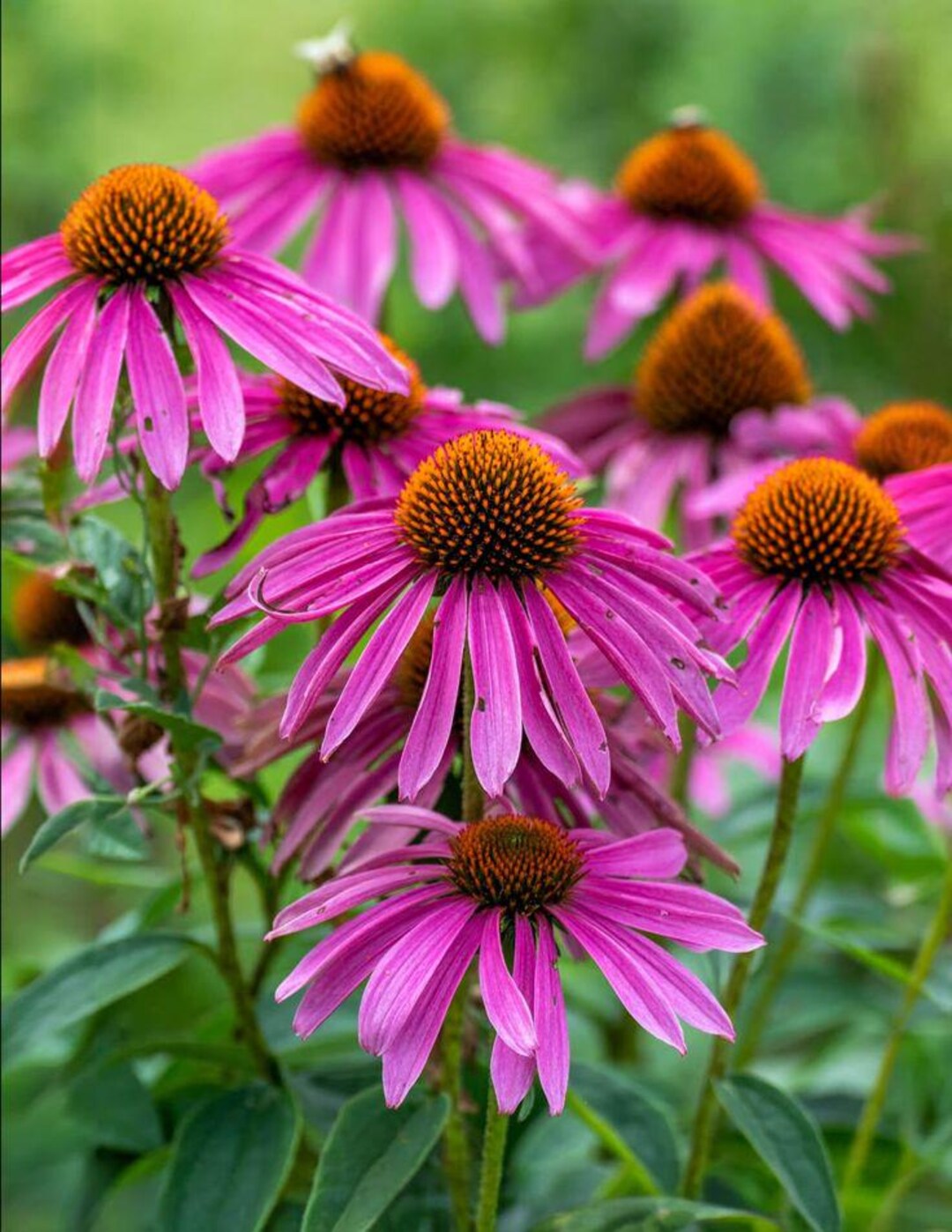 50 per Bundle Purple Coneflower Kim's Knee High Echinacea Bare-root - Etsy