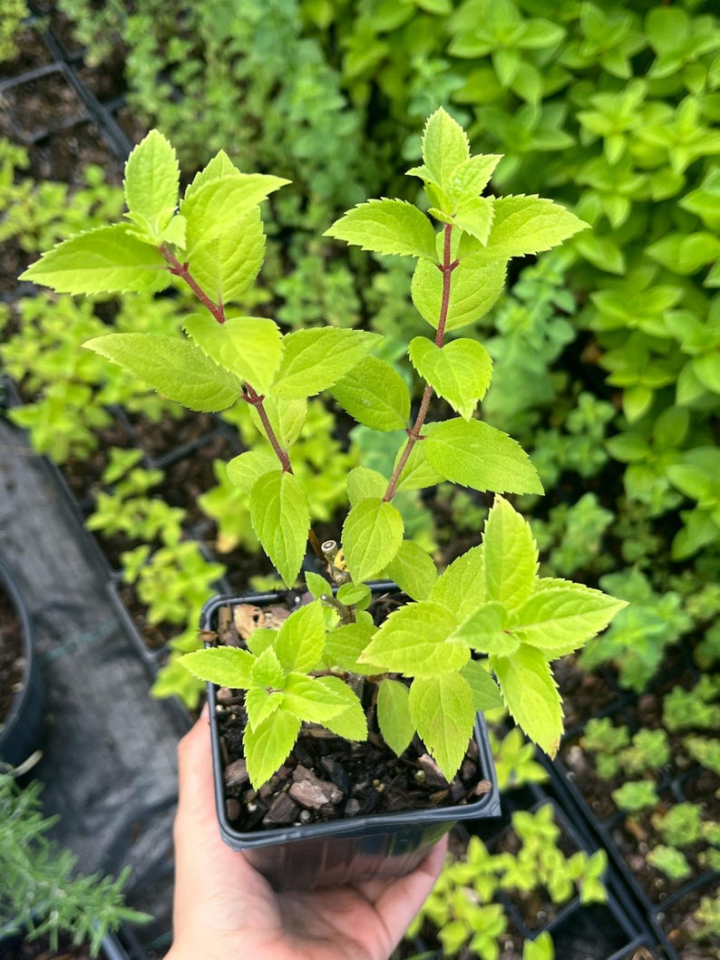 Pee Gee Hydrangea Paniculata Grandiflora: White Flower Shrub, 4'' Pot ...