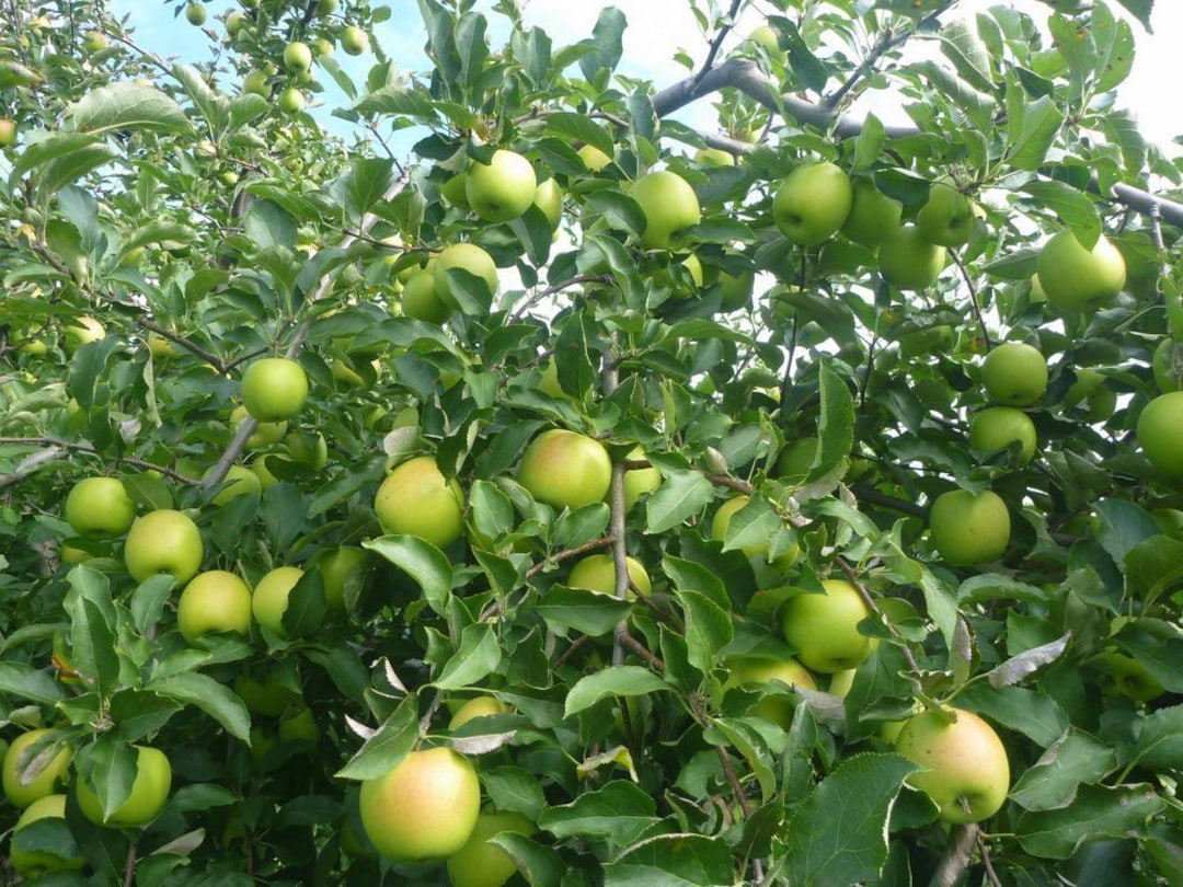 Mutsu (crispin) Apple Fruit Tree Gallon Pot 24' Height - Etsy