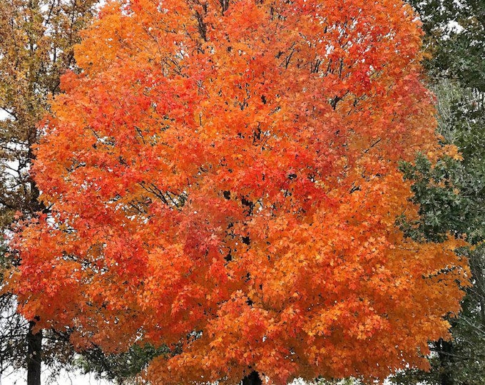 5 Red Maple Bare Root (acer Rubrum) - Etsy