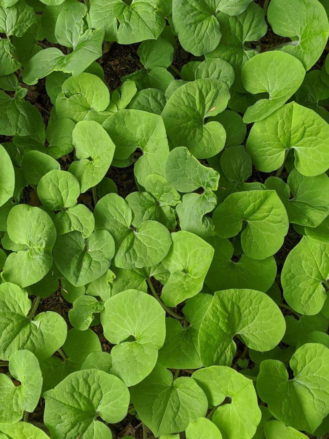Wild Ginger (asarum Canadense) | Bare-root - Etsy
