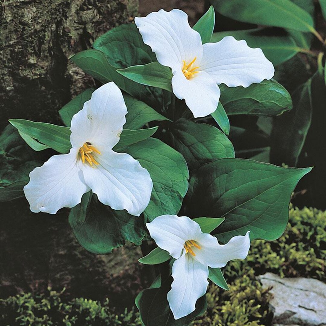 Trillium White (trillium Grandiflorum)| Bulbs - Etsy
