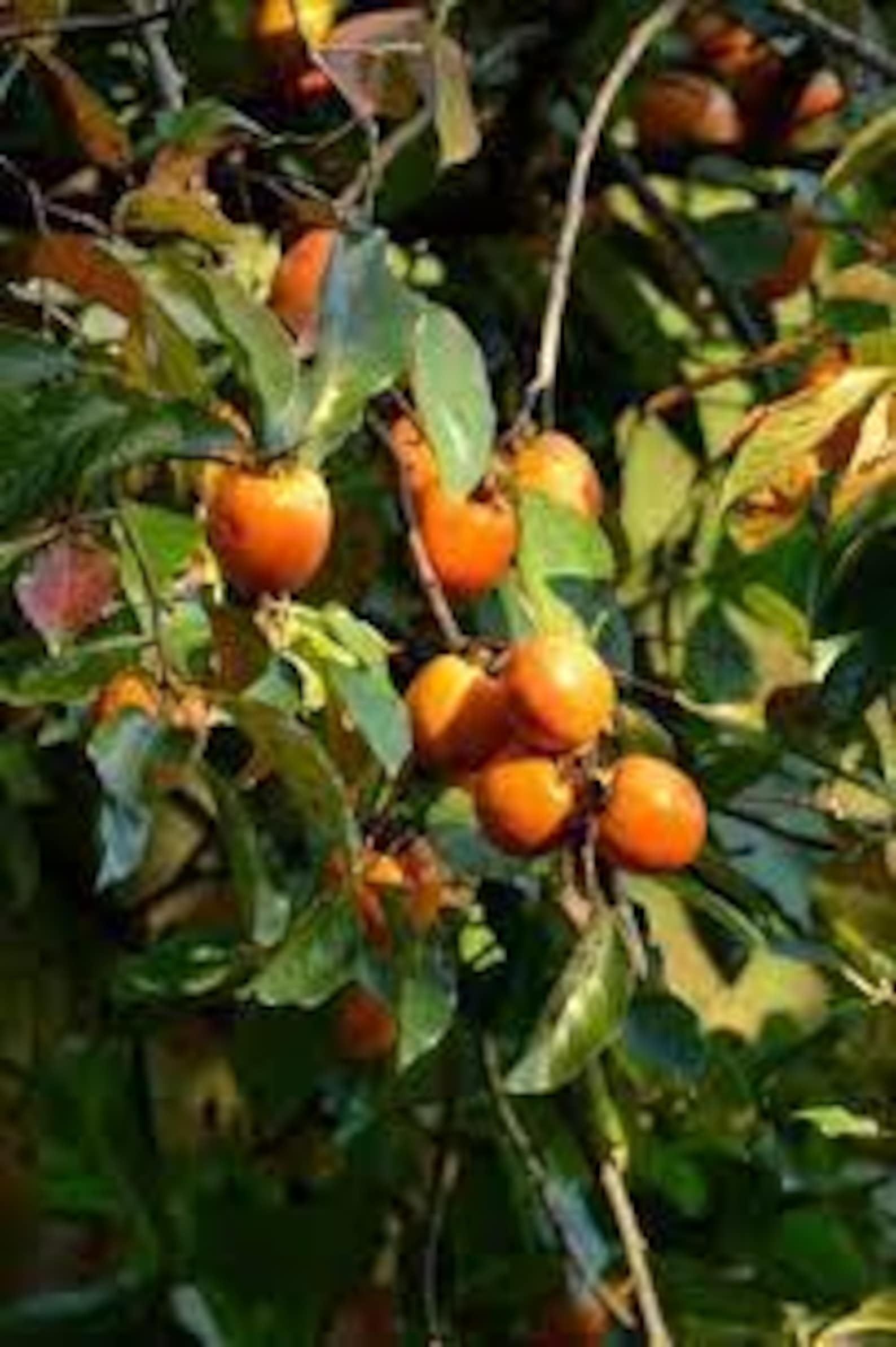 Diospyros Virginiana Native Persimmon Fruit Tree Bare-root 6-12 In - Etsy