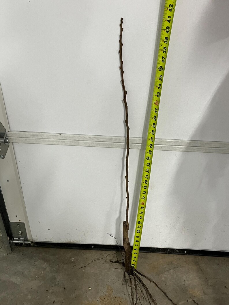 Giant Grafted Fuyu Persimmon Fruit Tree Bare-root - Etsy