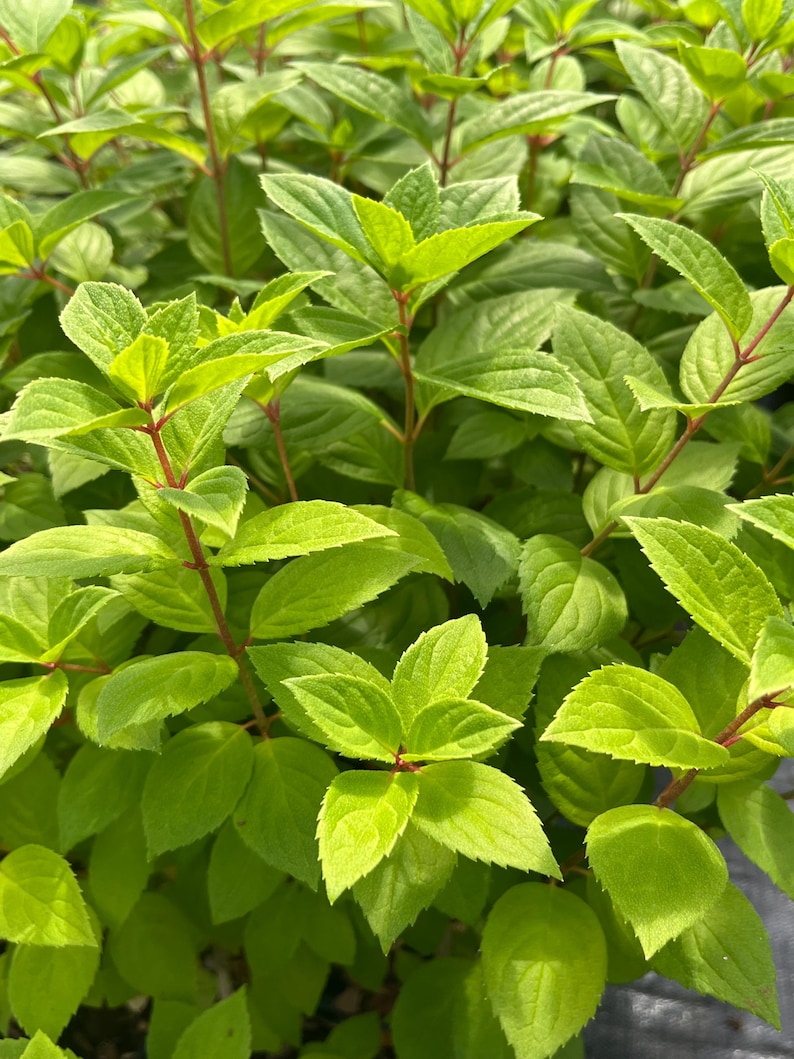 Pee Gee Hydrangea (paniculata Grandiflora) Gallon Pot - Etsy