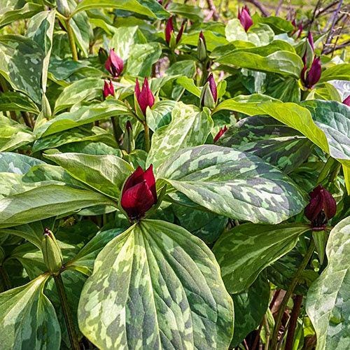 Purple Toad Trillium (sweet Betsy Trillium) | Bulbs - Etsy