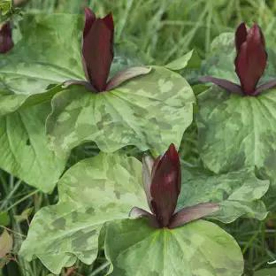 Purple Toad Trillium (sweet Betsy Trillium) | Bulbs - Etsy