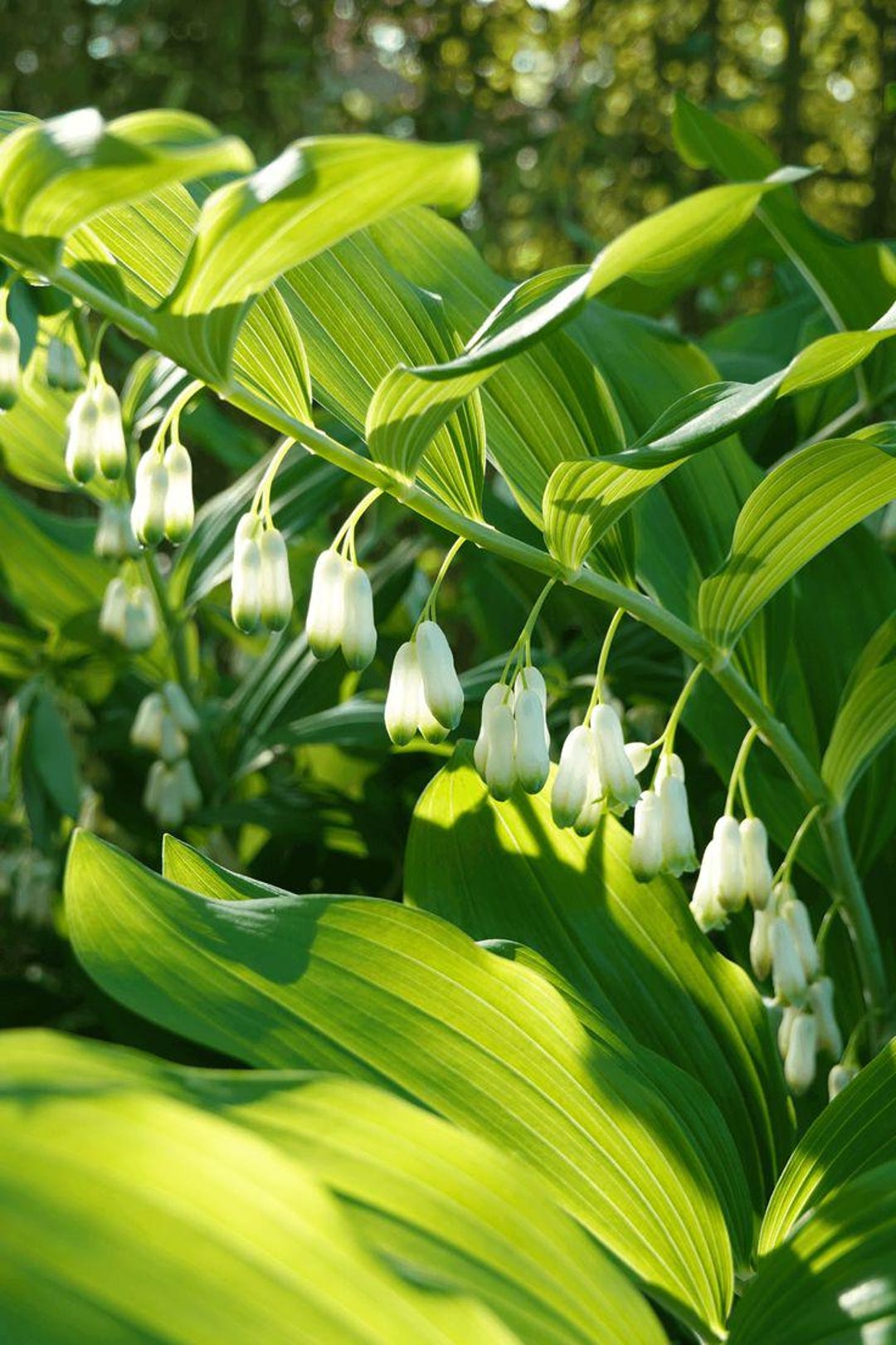 Solomon's Seals Bare-root - Etsy