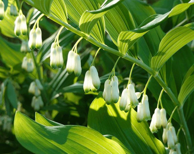 Solomon's Seals Bare-root - Etsy