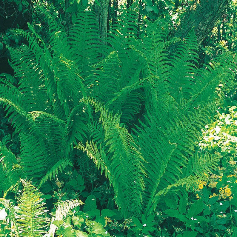 Lady Fern-bare-root (ostrich Fer,athyrium Filix–femina) - Etsy