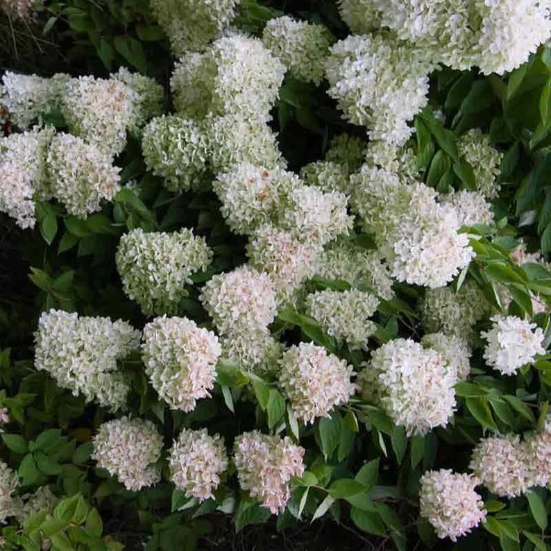 Pee Gee Hydrangea (paniculata Grandiflora) Gallon Pot - Etsy