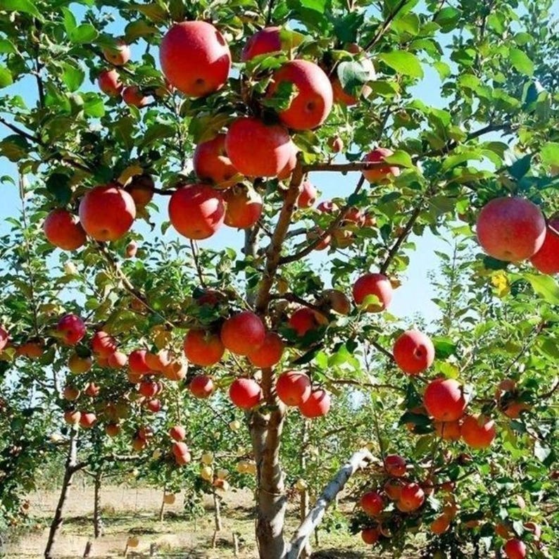 Fuji Apple Grafted Fruit Tree Bare-root - Etsy
