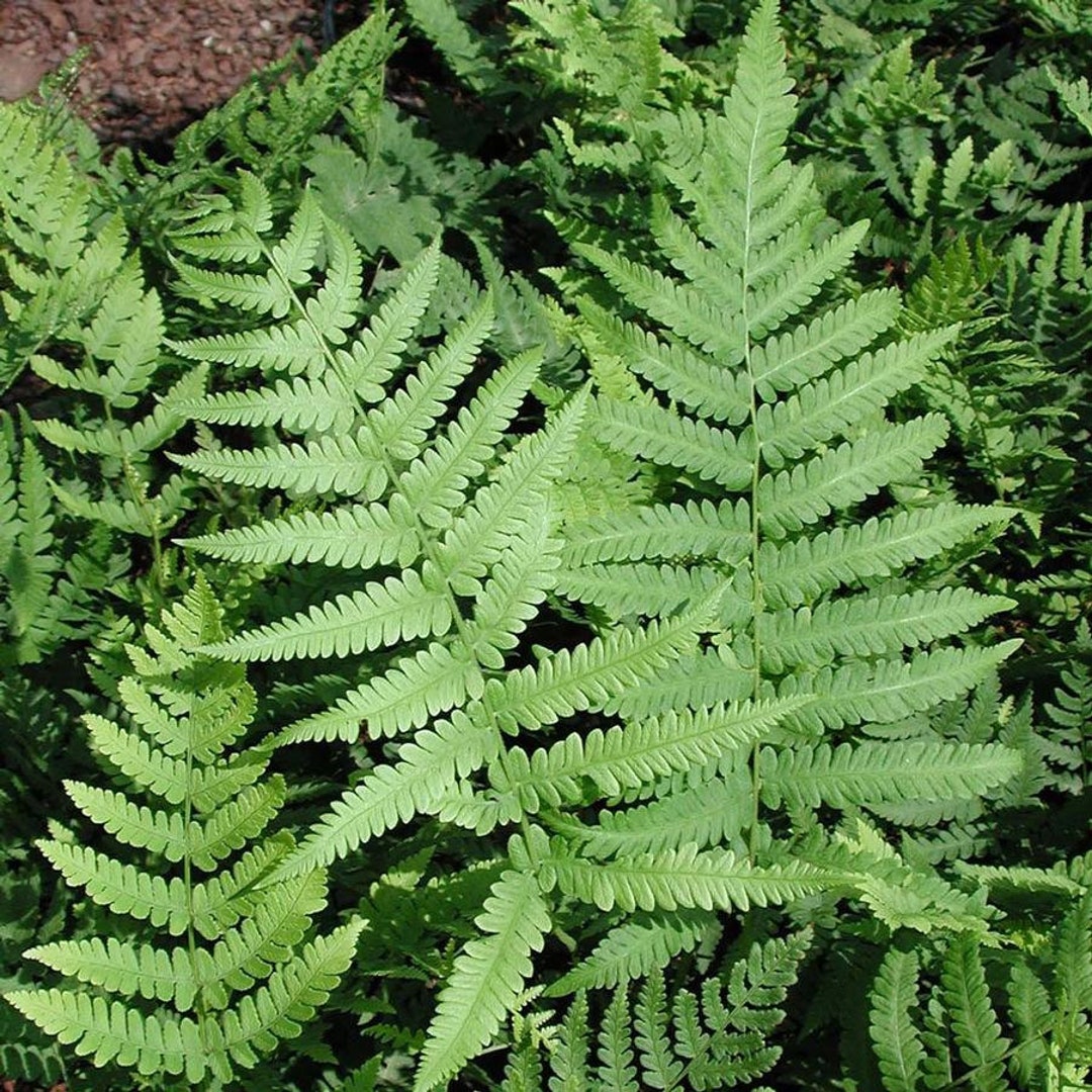 Leatherwood Fern Bare-root - Etsy