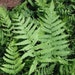 Leatherwood Fern Bare-root - Etsy