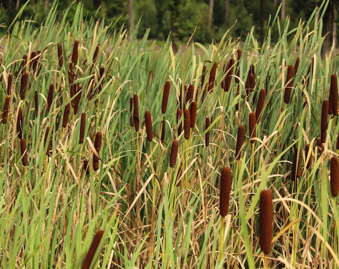 Large Rustic Cattail Bulrush Sculpture: Metal Bulrush | Handcrafted ...