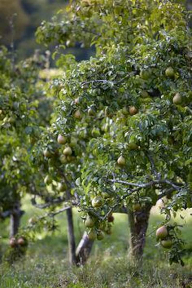 Ayers Pear Grafted Fruit Tree Bare-root - Etsy