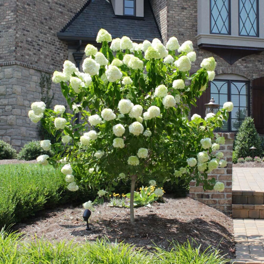 Pee Gee Hydrangea Paniculata Grandiflora: White Flower Shrub, 4'' Pot ...