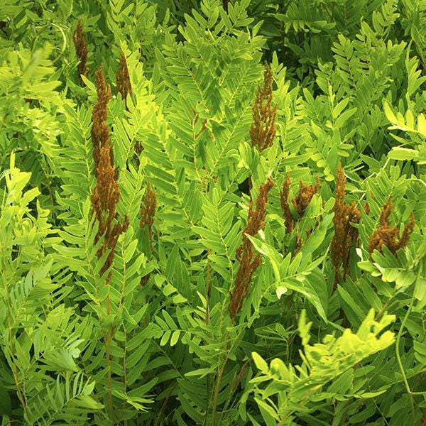 Royal Fern (osmunda Regalis) Bare-root - Etsy