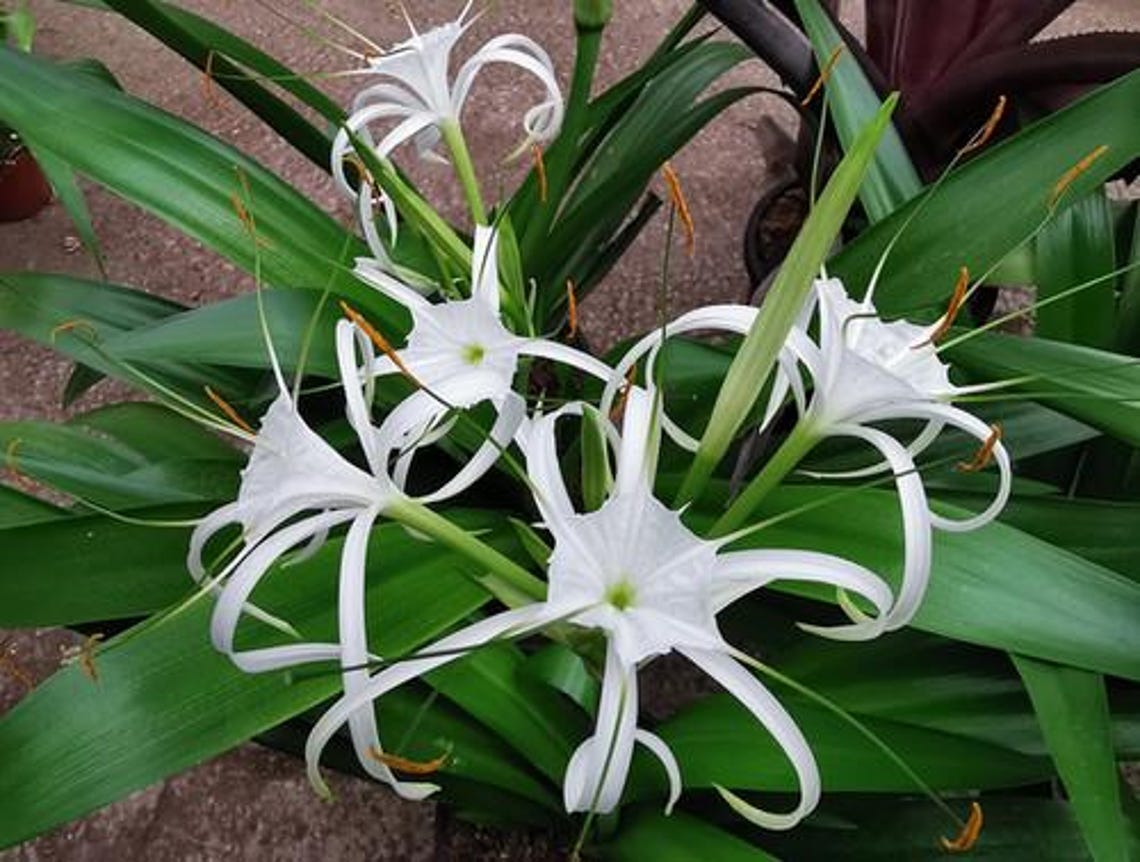 White Spider Lily Hymenocallis/ Peruvian Daffodil. Bare-root - Etsy