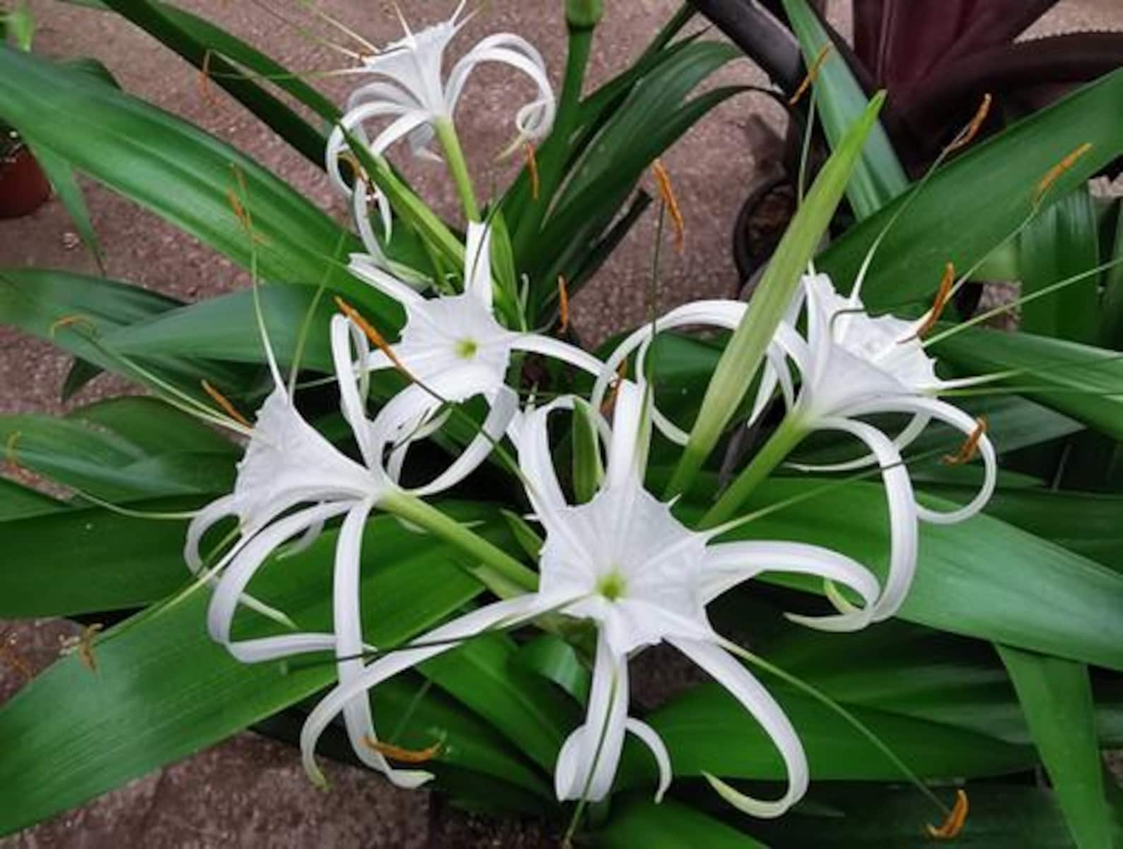 White Spider Lily Hymenocallis/ Peruvian Daffodil. Bare-root - Etsy