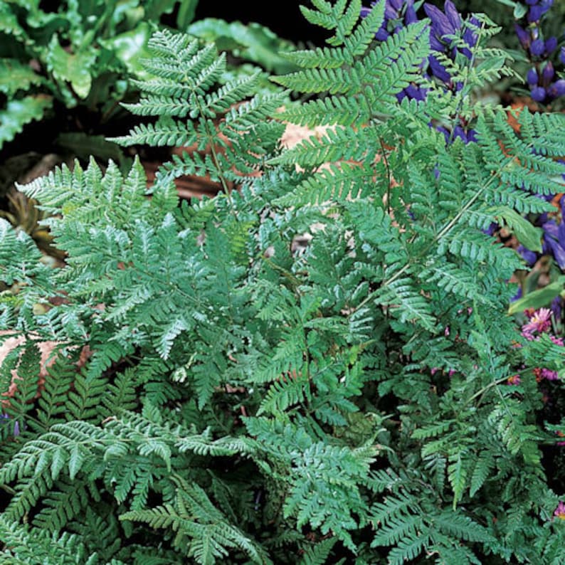 Leatherwood Fern Bare-root - Etsy