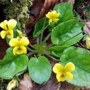Yellow Violets (viola Rotundifolia) | Bare-root - Etsy