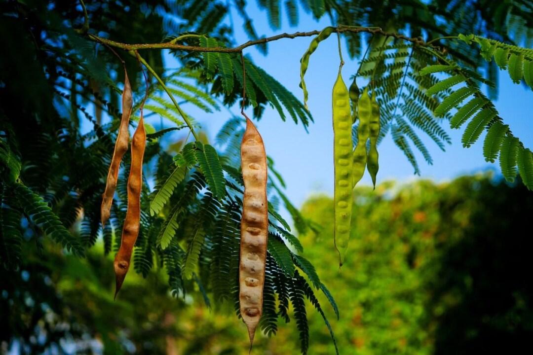 Mimosa Tree 100 Seeds albizia Julibrissin Native Trees Organic - Etsy
