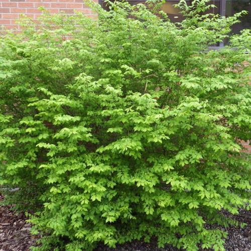 Burning Bush Bare-root (euonymus Alatus Compacta) - Etsy