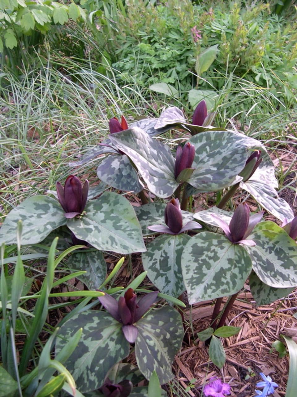 Purple Toad Trillium (sweet Betsy Trillium) | Bulbs - Etsy