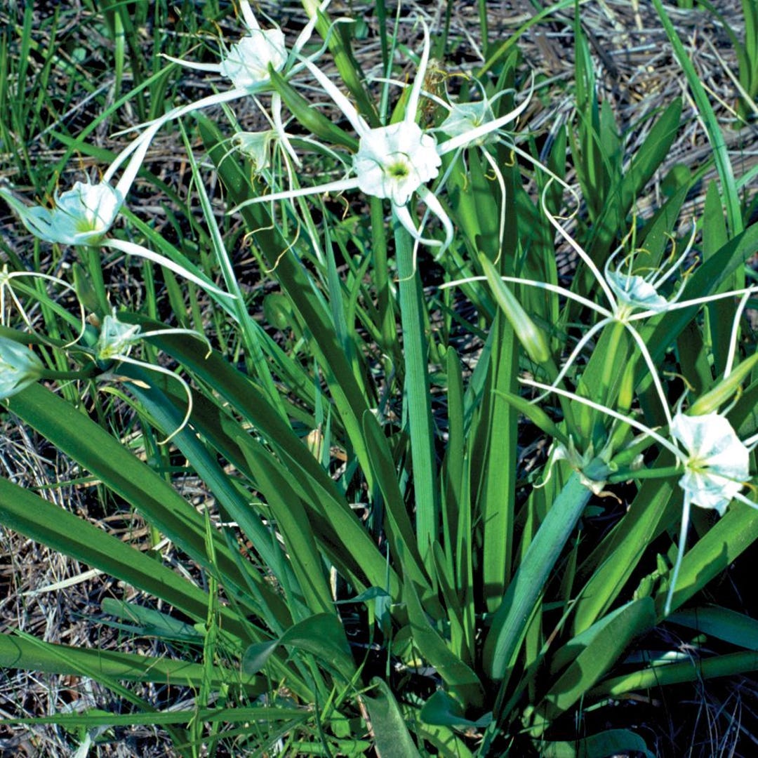 White Spider Lily Hymenocallis/ Peruvian Daffodil. Bare-root - Etsy