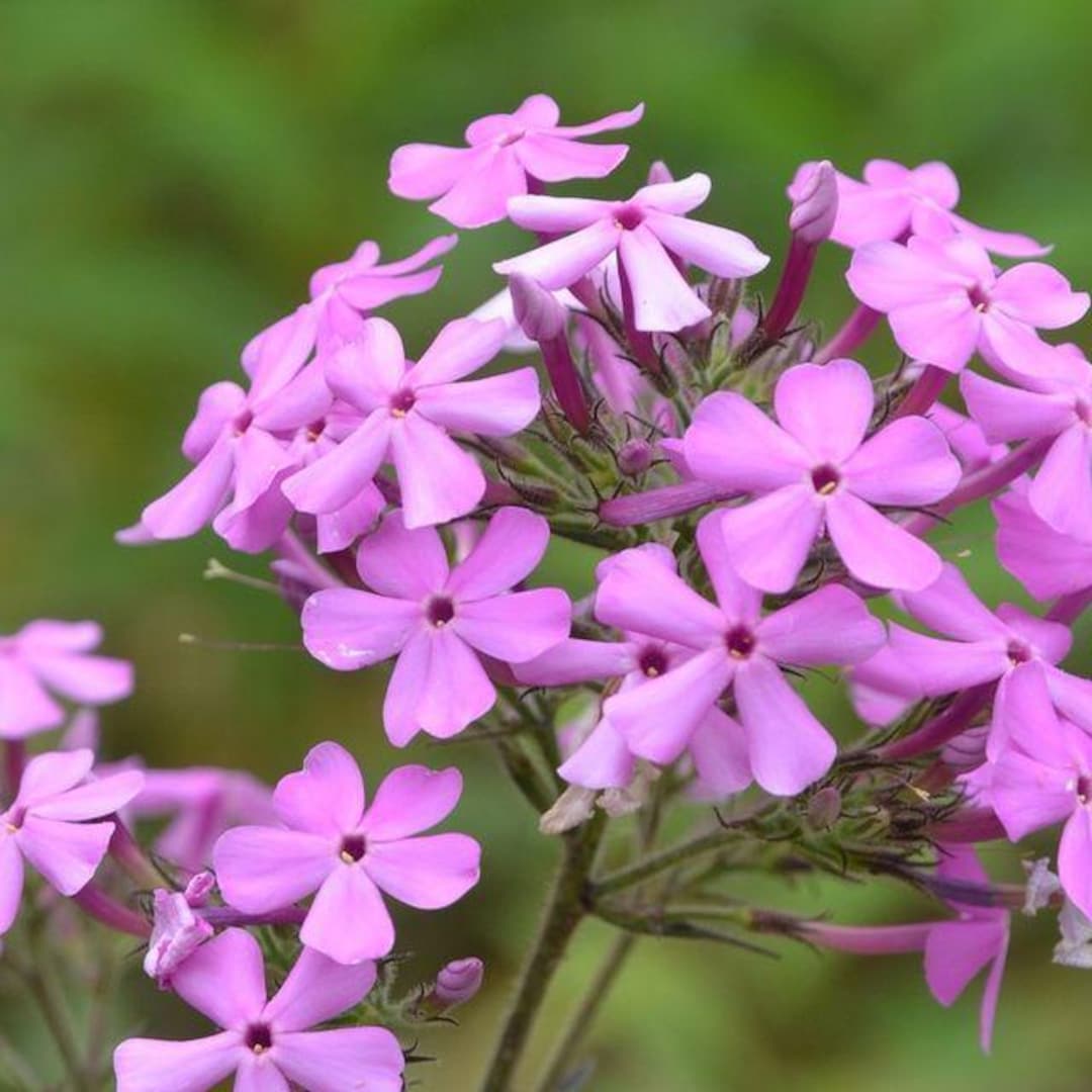 Sweeet William (phlox Maculata) | Bulbs - Etsy