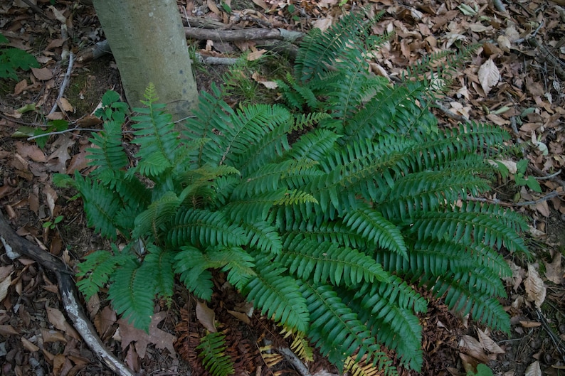 Christmas Fern (polystichum Acrostichoides) Fern Bare-root - Etsy