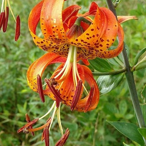 Turk’s Cap Lily (lilium Superbum) Bulck Bulb - Etsy