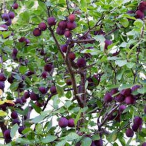 Santa Rosa Plum Fruit Tree Bare-root - Etsy