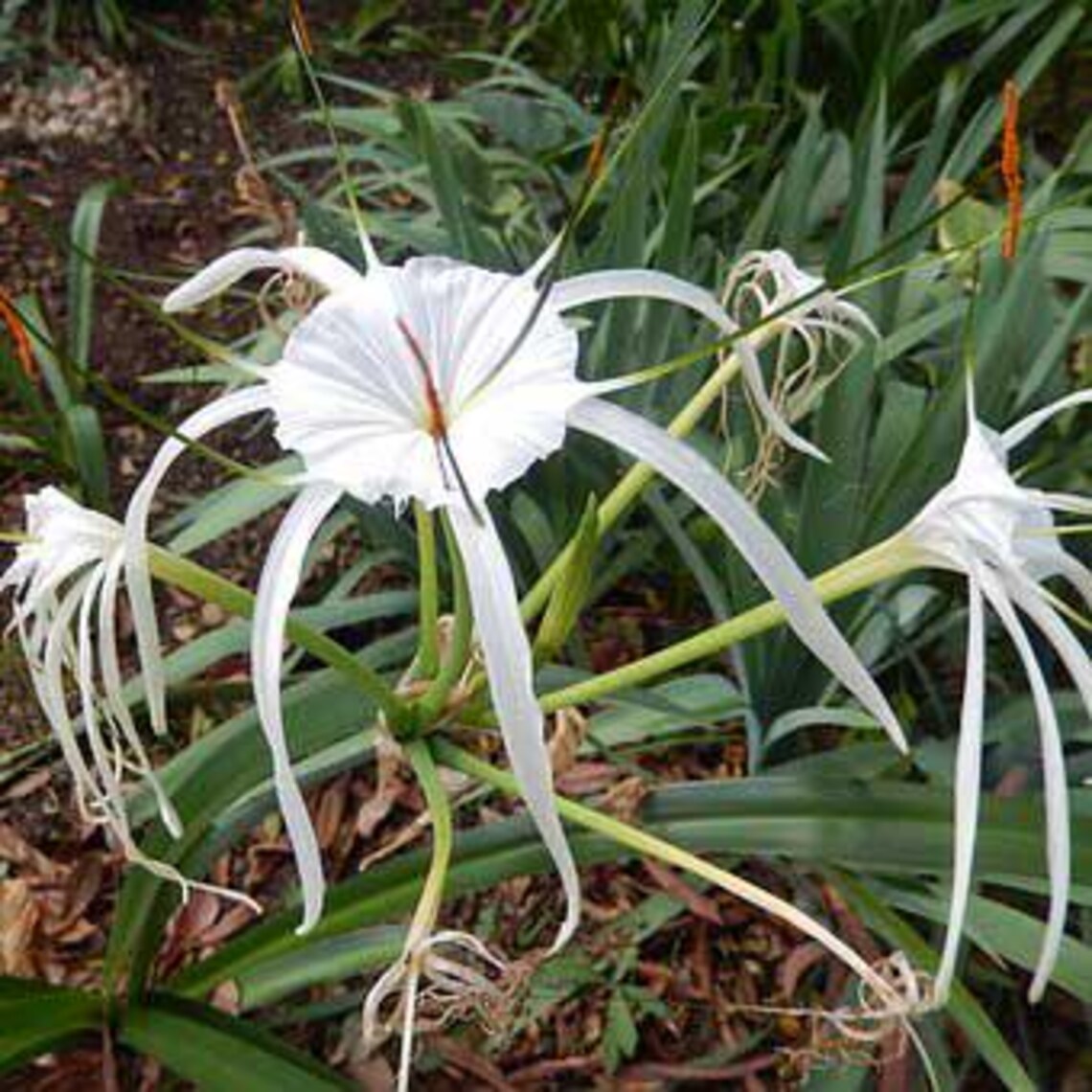 White Spider Lily Hymenocallis/ Peruvian Daffodil. Bare-root - Etsy