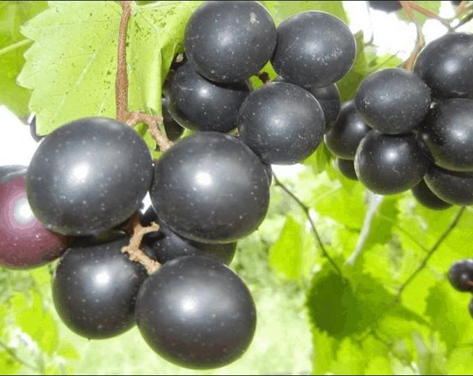 Native Muscadine Grape Climbing Vine 4'' Pot - Etsy