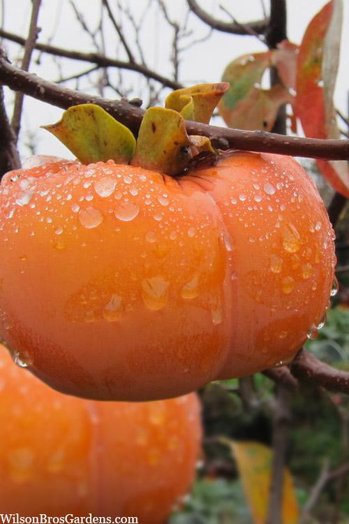 Giant Grafted Fuyu Persimmon Fruit Tree Bare-root - Etsy