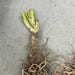 White Spider Lily Hymenocallis/ Peruvian Daffodil. Bare-root - Etsy