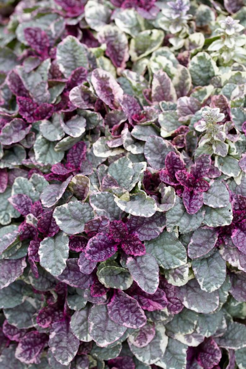 Burgundy Glow Ajuga Reptans (carpet Bugles) 4' in Pot - Etsy