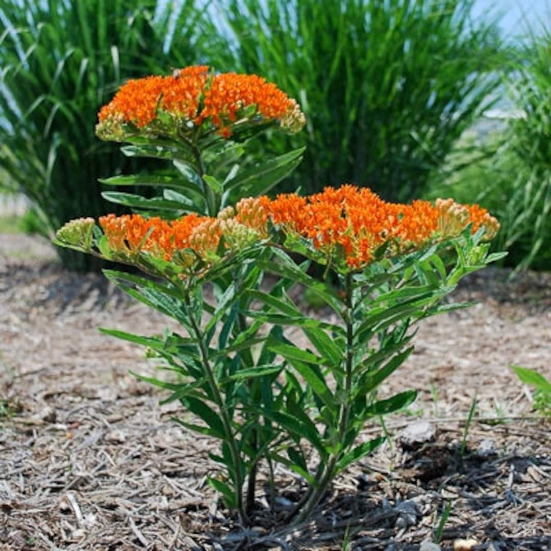 Orange Butterfly Milkweed asclepias Tuberosa Bare-root - Etsy