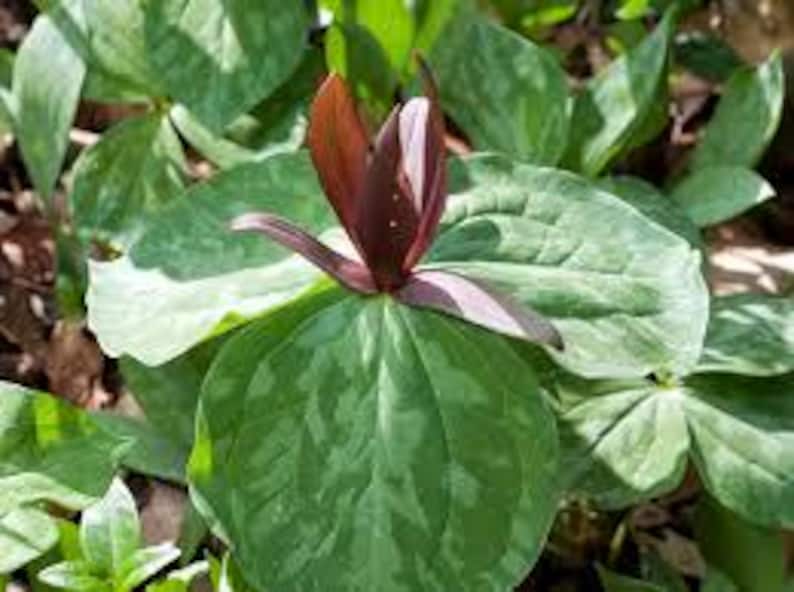 Purple Toad Trillium (sweet Betsy Trillium) | Bulbs - Etsy