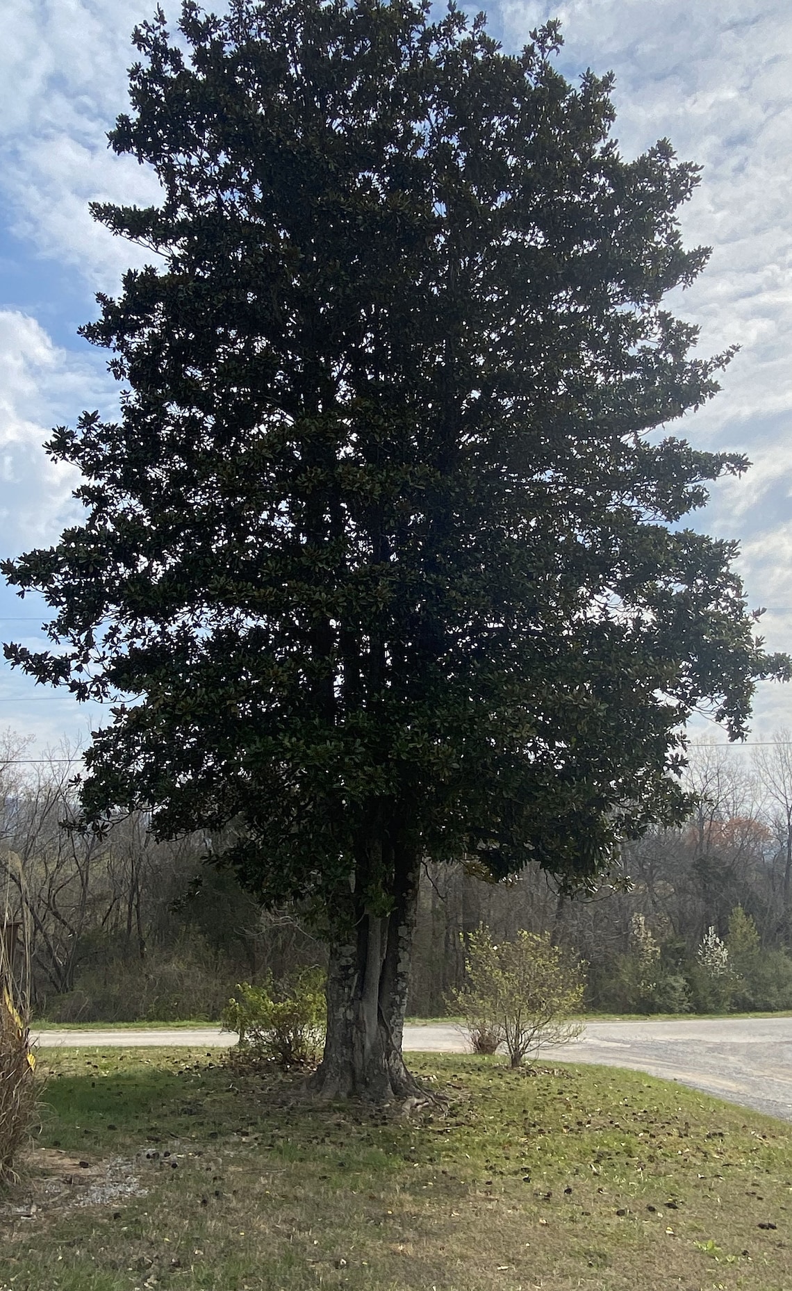 2 Southern Magnolia Tree Bare-root /magnolia Grandiflora - Etsy