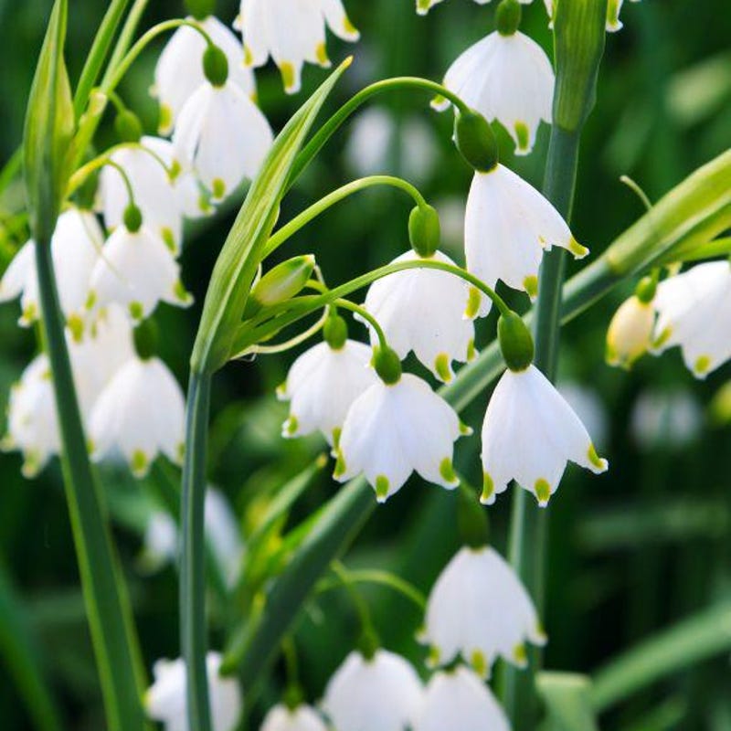 Lily in the Valley Plant - Etsy