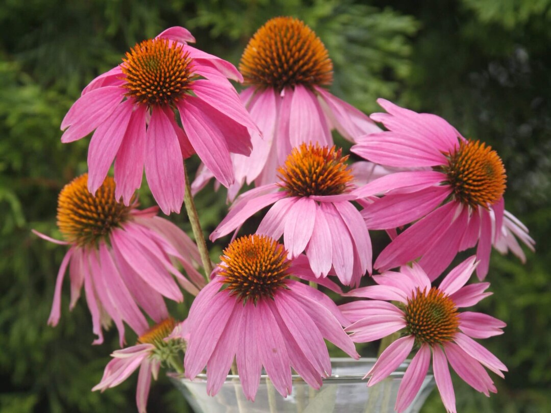 Coneflower 'kim's Knee High' Echinacea Purpurea Bare-root - Etsy