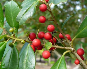 Seeds for Planting, Ilex Decidua Seeds, Possumhaw, Possum Haw, Meadow ...