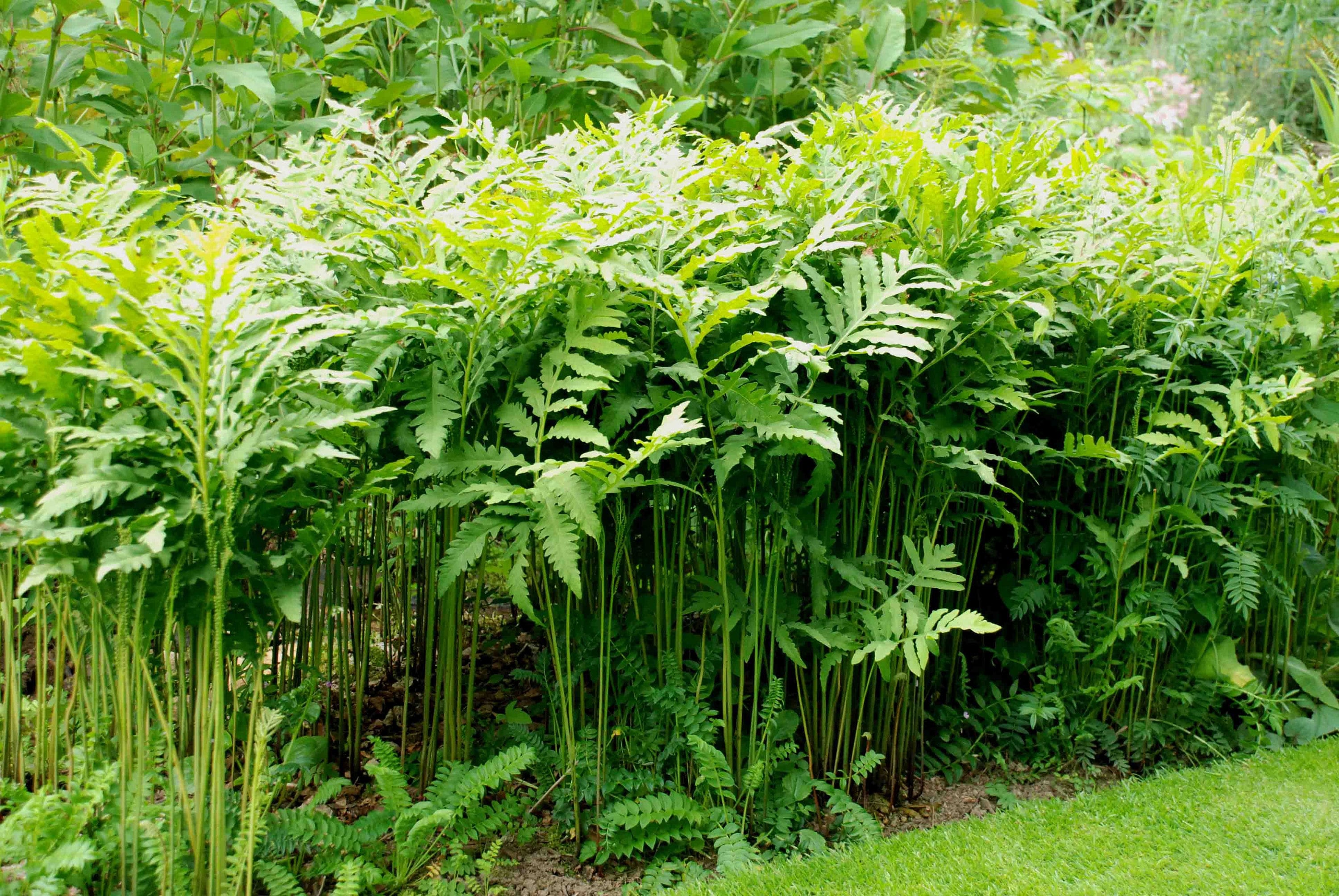Onoclea Sensibilis (sensitive Fern) Bare-root - Etsy