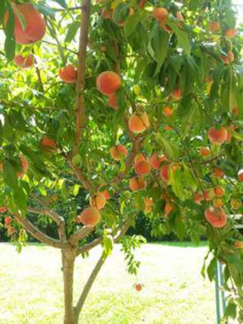 Red Haven Peach Grafted Fruit Tree Bare-root - Etsy